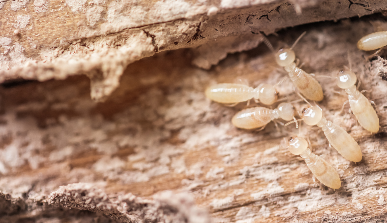 Termite Control, Extermination & Bonds by Nader's Pest Raiders
